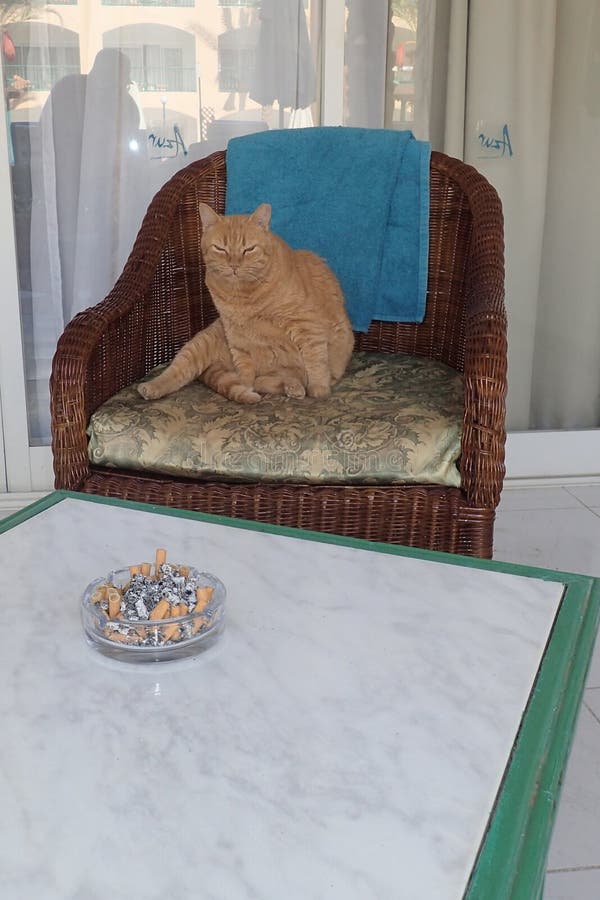 Cat is resting with cigar stock image. Image of smoking - 350391819