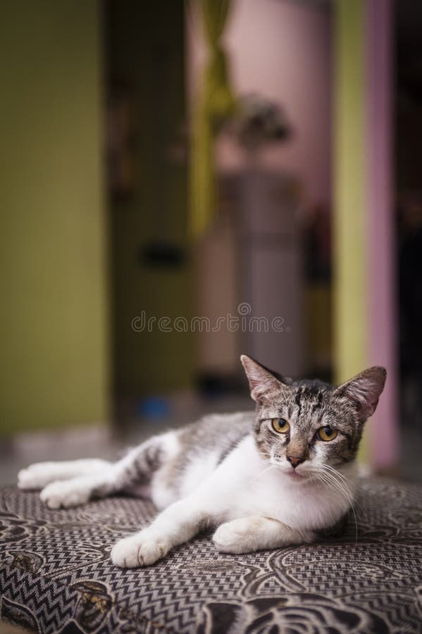 Cat Resting stock image. Image of looking, mammals, resting - 57214711