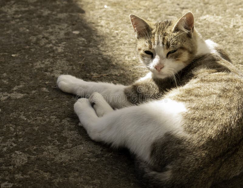 Cat resting on the floor stock photo. Image of pretty - 131541772