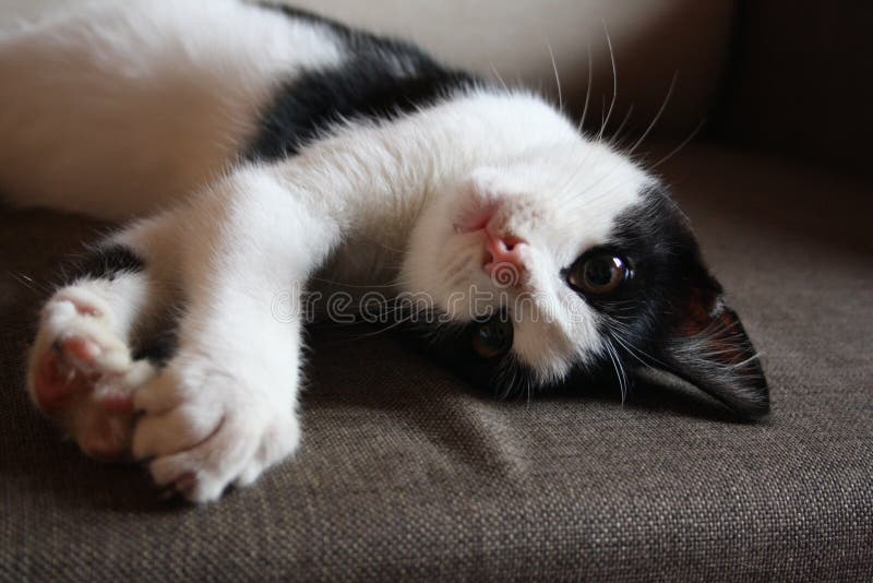 The cat stock photo. Image of love, care, reliability - 57429752