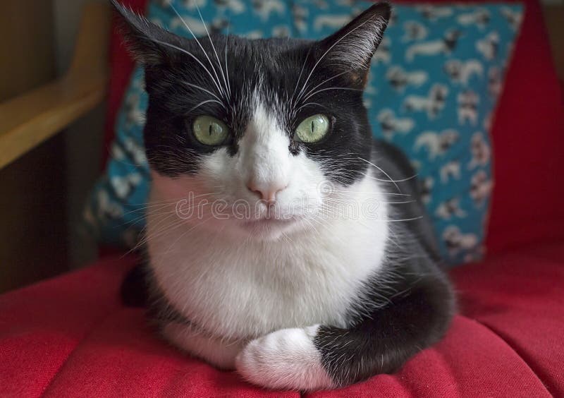 Cat resting portrait stock photo. Image of black, nature - 107936838
