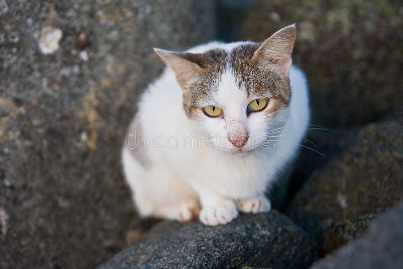 A Cat Resting on Rocks by the Sea Stock Image - Image of curious ...