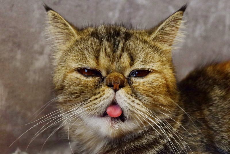 The Cat is Resting in the Room. Stock Image - Image of resting, animal ...