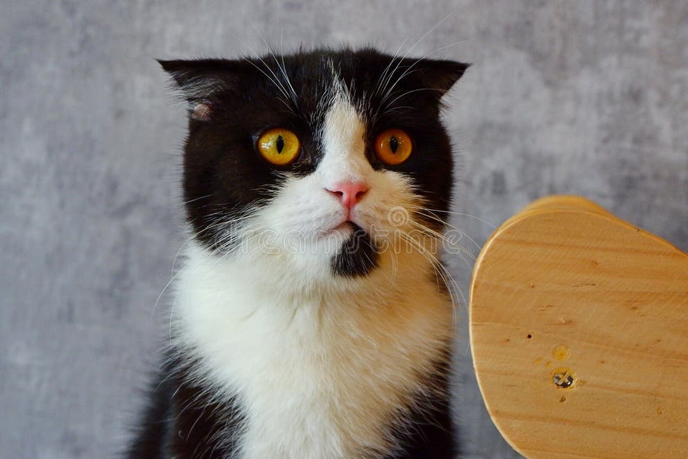 The Cat is Resting in the Room. Stock Photo - Image of mammal, focus ...