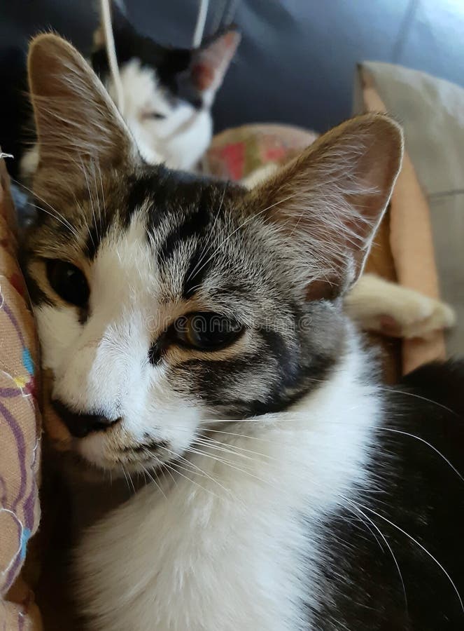 The cat rests in the room stock photo. Image of indoor - 210134002