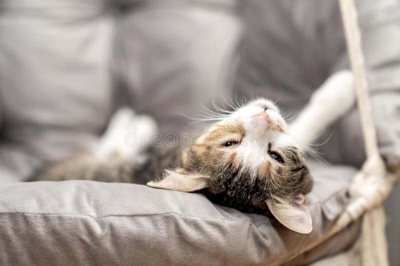 Cat Resting, Sleeping, Relaxing Hanging Home Rope Swing Scandinavian ...