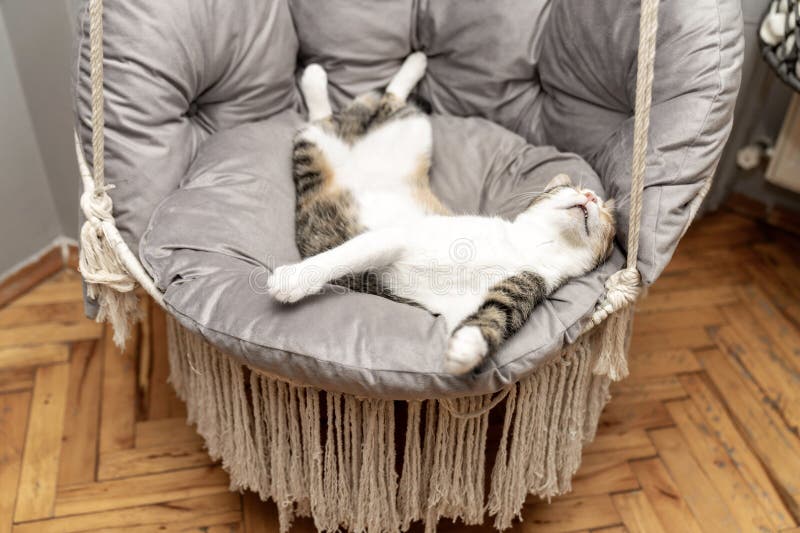 Cat Resting, Sleeping, Relaxing Hanging Home Rope Swing Scandinavian ...