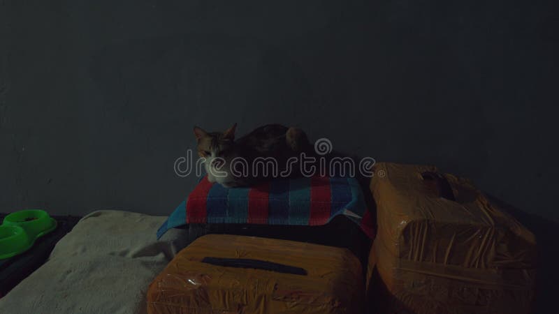 Cat Resting on Boxes in Dim Light Stock Footage - Video of child ...
