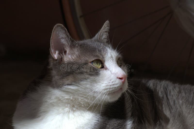 Cat in the morning sun stock photo. Image of nice, eyes - 158882780