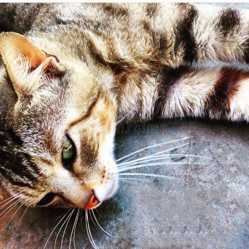 Cat resting stock image. Image of resting, stretching - 73247351