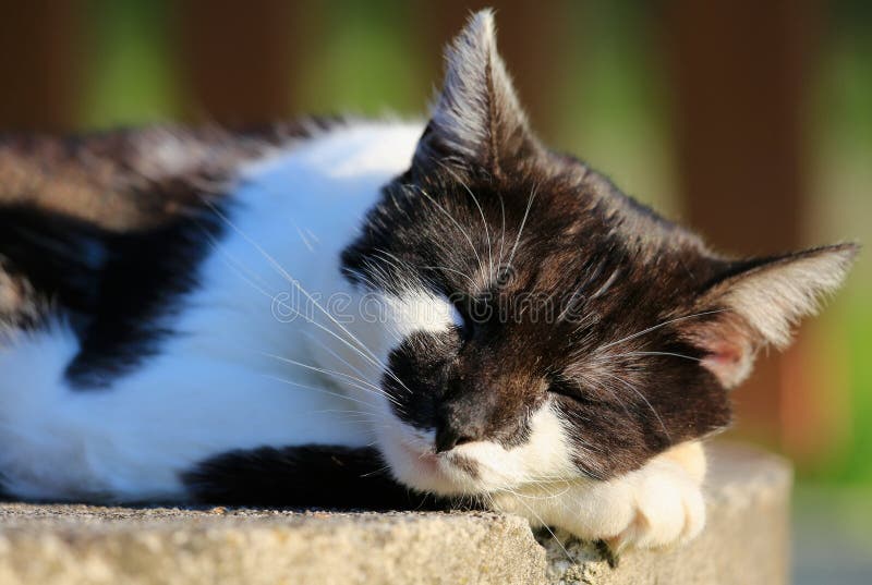 Cat stock image. Image of domestic, lazing, tranquil - 33460375