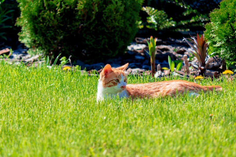 The Cat is Resting on a Sunny Green Meadow Stock Photo - Image of ...