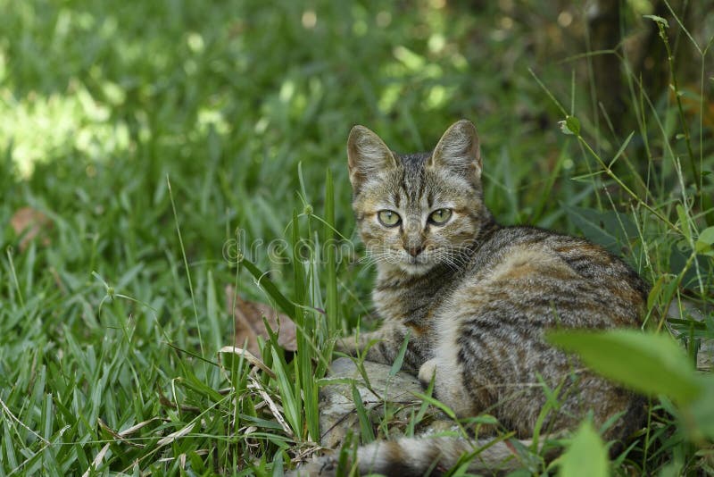 Cat resting. stock image. Image of resting, piercing - 101469461
