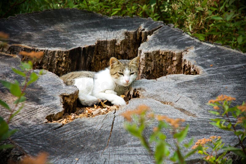 Cat resting stock image. Image of mammal, lawn, face - 56661117