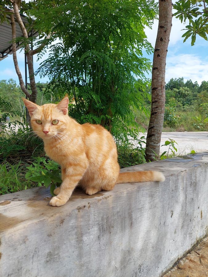 Orange Cat Under Mango Tree Stock Image - Image of mango, orange: 370759399