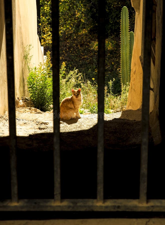 Cat Resting Under the Sun in Spain Stock Image - Image of little, small ...