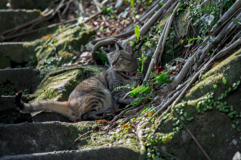 A cat resting under a tree stock image. Image of tree - 107603037