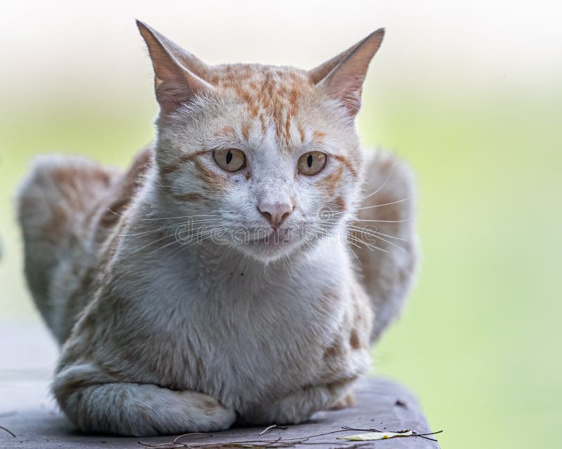 A Cat resting stock photo. Image of creature, carnivore - 278590986