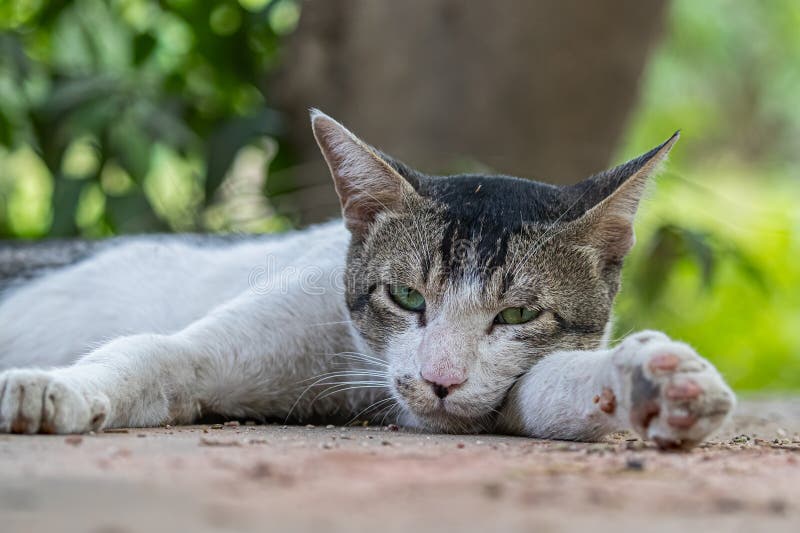 Cat Resting at a Wall of Stairs Stock Image - Image of mallorca, mammal ...