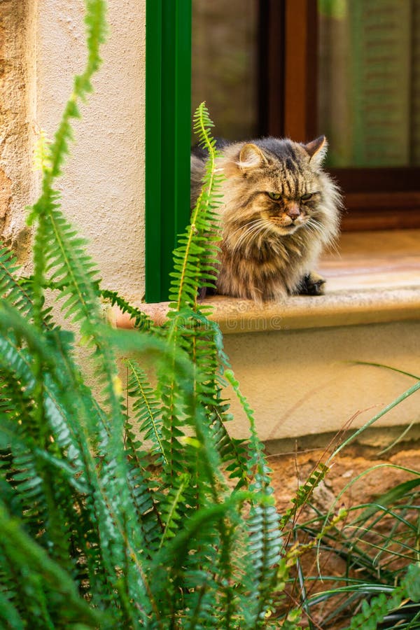 Cat Resting on a Windowsill in Front of a Open, Aged Wooden Window with ... Cat Resting on a Windowsill in Front of a Open, Aged Wooden Window with ...