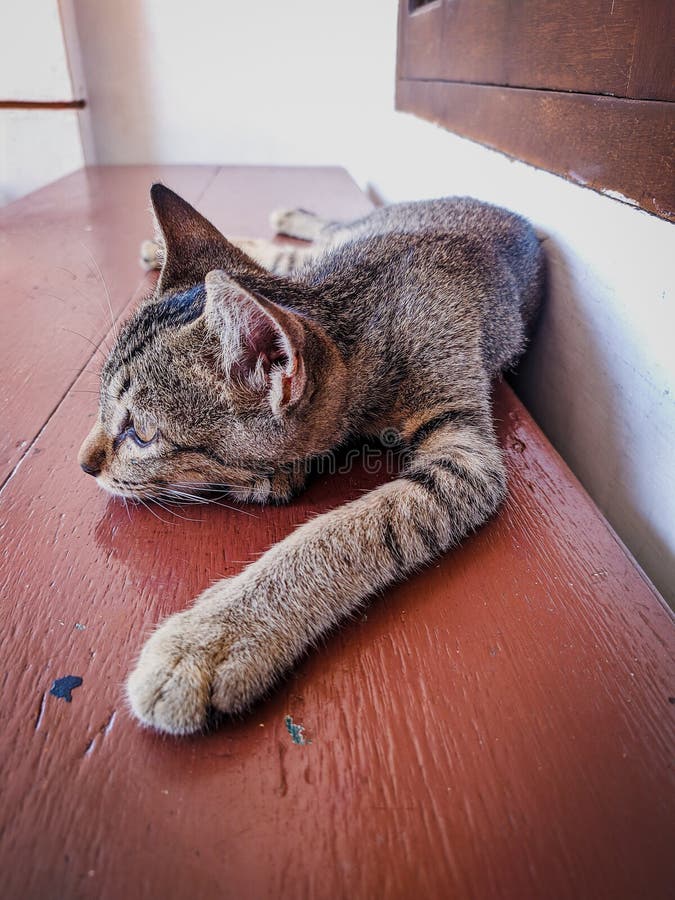 A cat so tired stock image. Image of resting, textile - 209101243