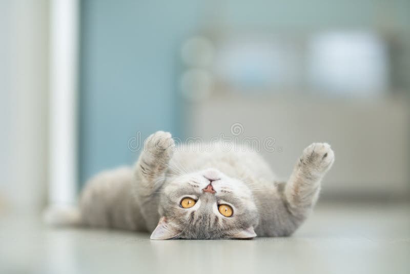 Cat Rests stock photo. Image of cute, indoors, feline - 159068240