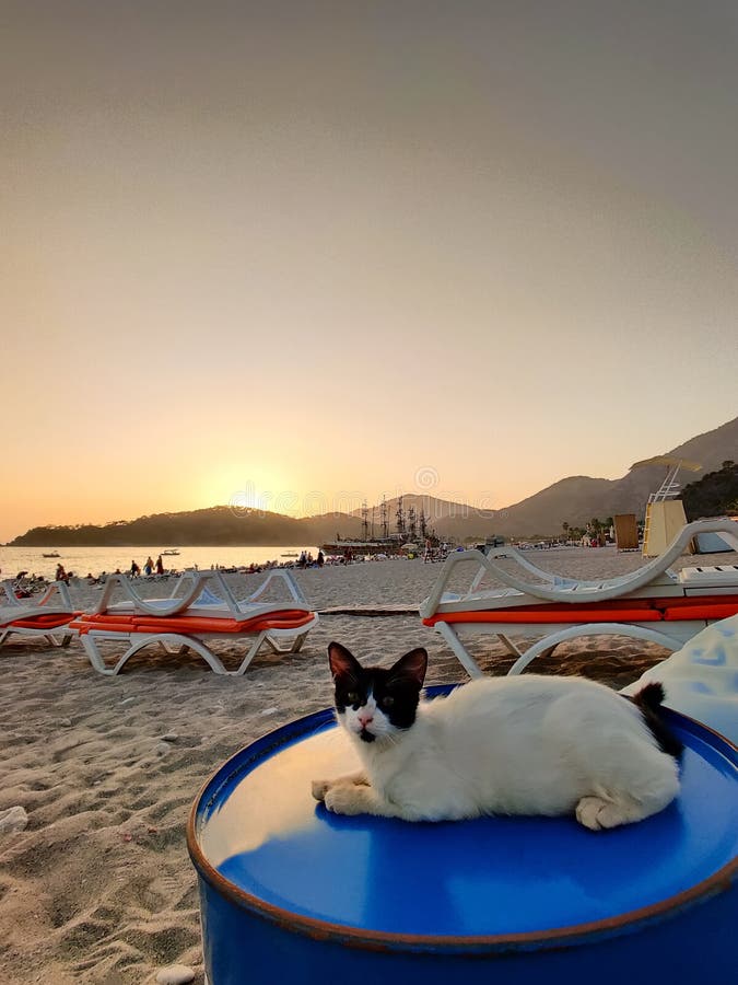 The Cat Rests on the Sea Beach at Sunset Stock Photo - Image of animal ...