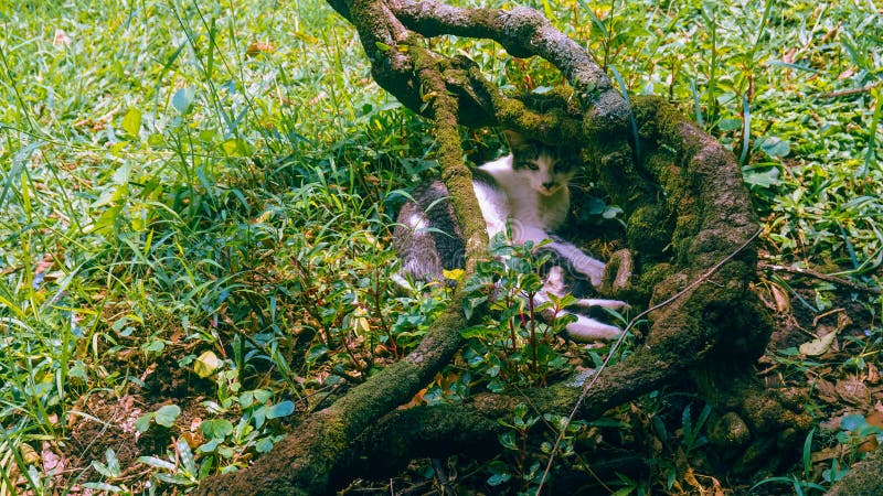A Cat Rests Under the Root of a Plant, Surrounded by Green Grass Stock ...