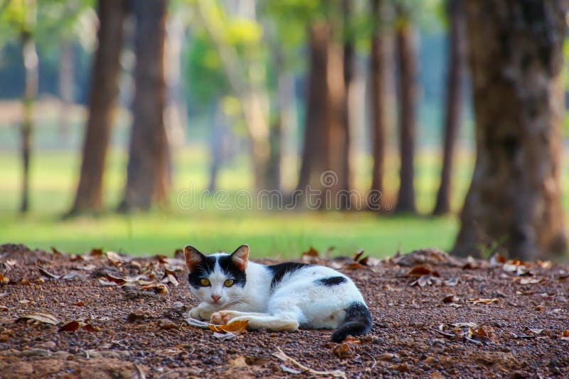136 Cat Rest Under Shade Stock Photos - Free & Royalty-Free Stock ...
