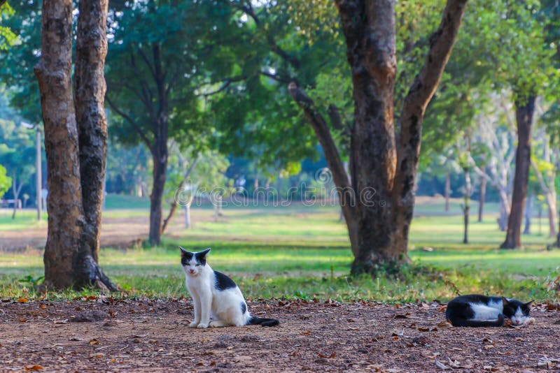 Cat Rests Under a Shade in a Park. Stock Photo - Image of green, look ...