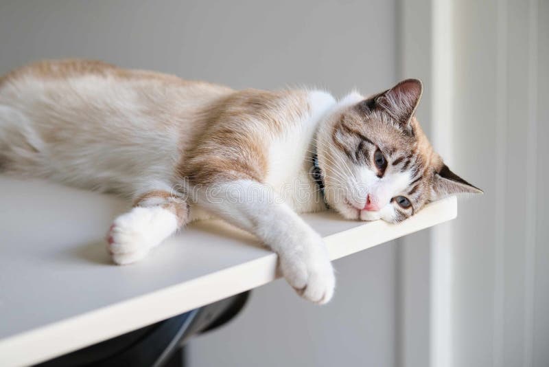 Cat Rethinking His Life on Kitchen Counter. Stock Image - Image of ...