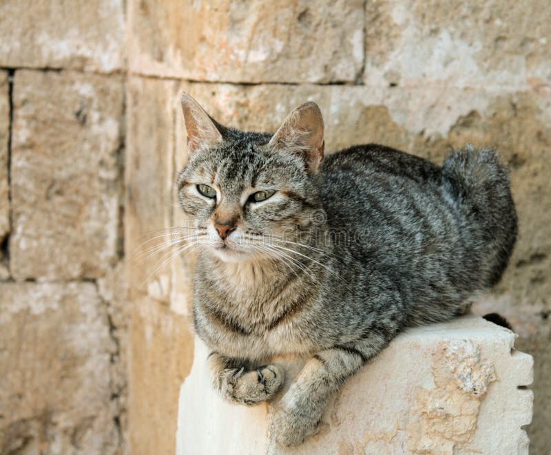 Cat in Rethymno Fortress stock photo. Image of stone - 93369012