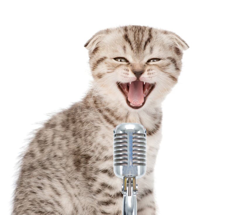 Cat with microphone stock photo. Image of domestic, breed - 91001802