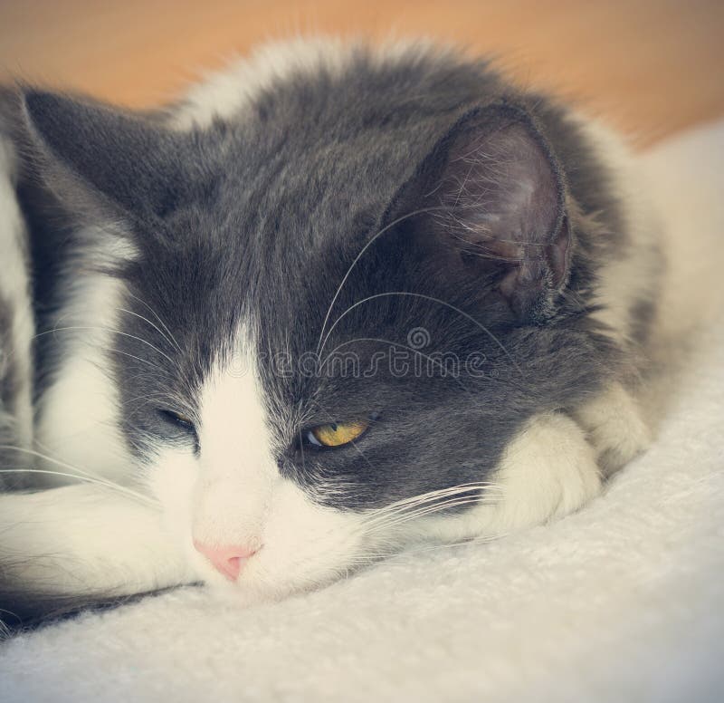 Cat in retro style stock photo. Image of white, staring - 47042530