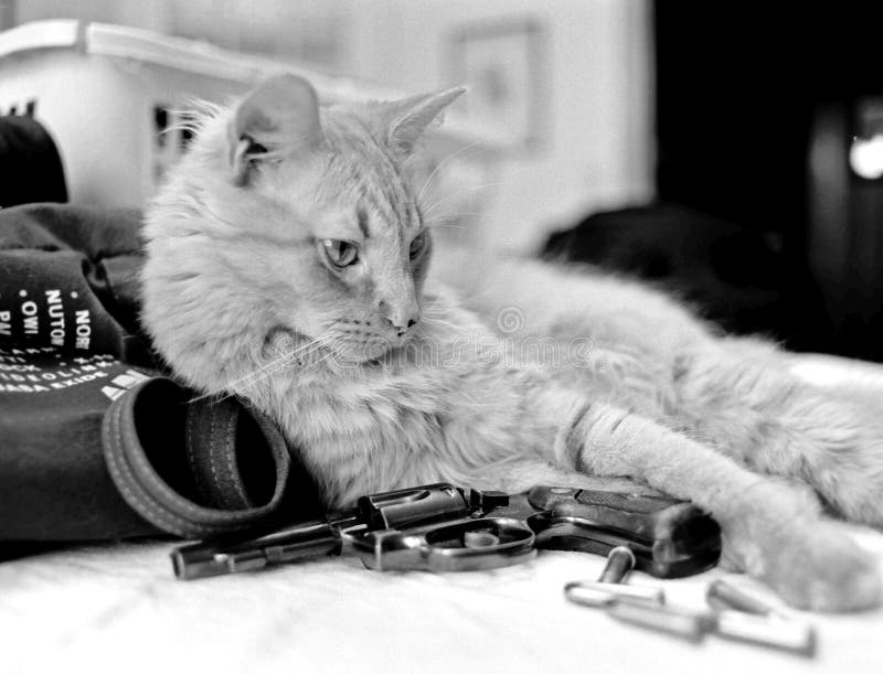 Cat with a revolver stock image. Image of feline, defense - 3618335