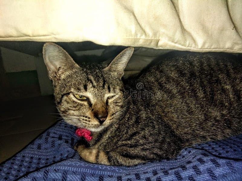 The cat with Ribbon stock photo. Image of carnivore - 177904742