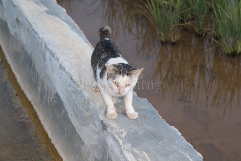 The Cat in the Rice Field Irrigation Stock Image - Image of animal ...