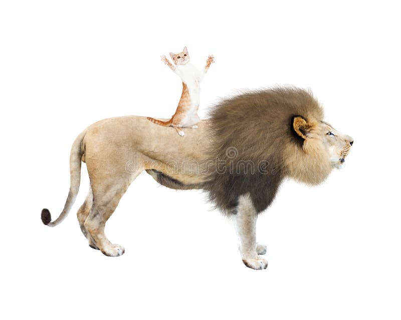 Cat Riding on Lion`s Back stock photo. Image of wildlife - 87904286