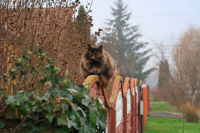 Cat Riding a Roller Coaster Stock Photo - Image of green, roller: 282158940