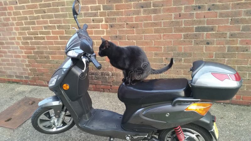 Cat Riding Scooter Stock Photos - Free & Royalty-Free Stock Photos from ...