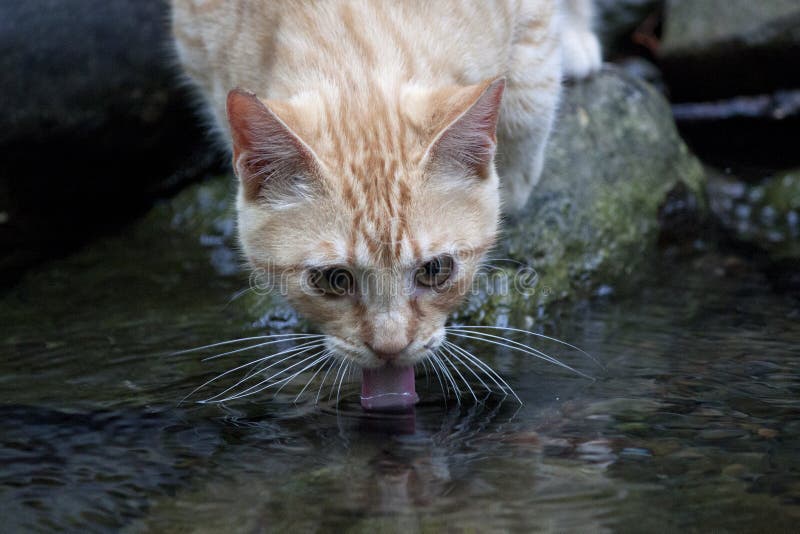 Cat in the river stock photo. Image of whiskers, drink - 80504954