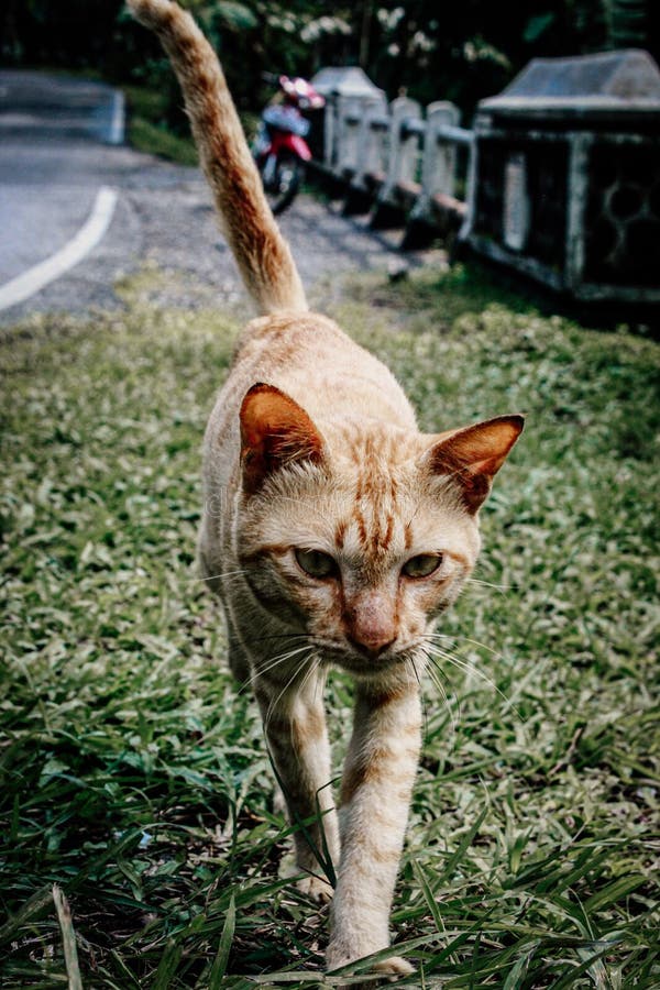 Cat road animals stock photo. Image of side, road, surrounded - 202792012