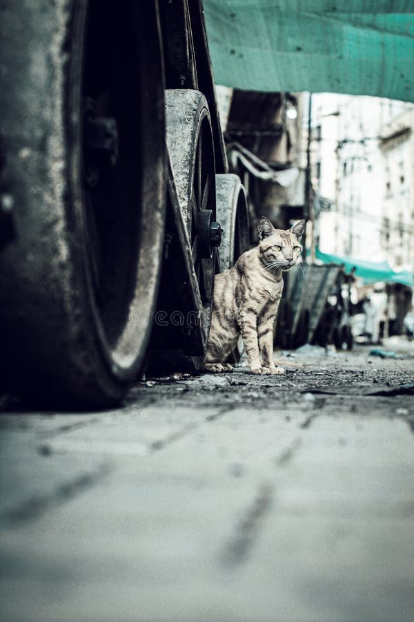Cat in road stock image. Image of standing, infrastructure - 191773741
