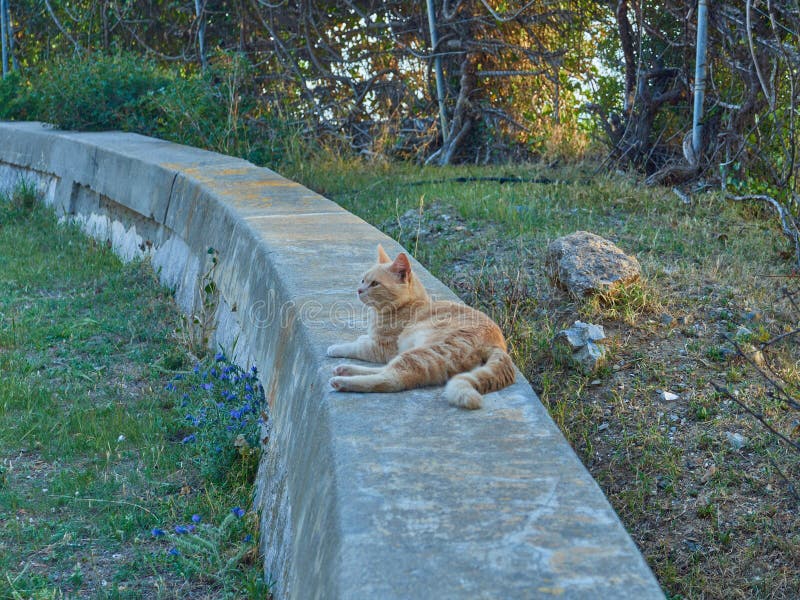 Cat on the Road To the Hill Light Brown Stock Photo - Image of beach ...
