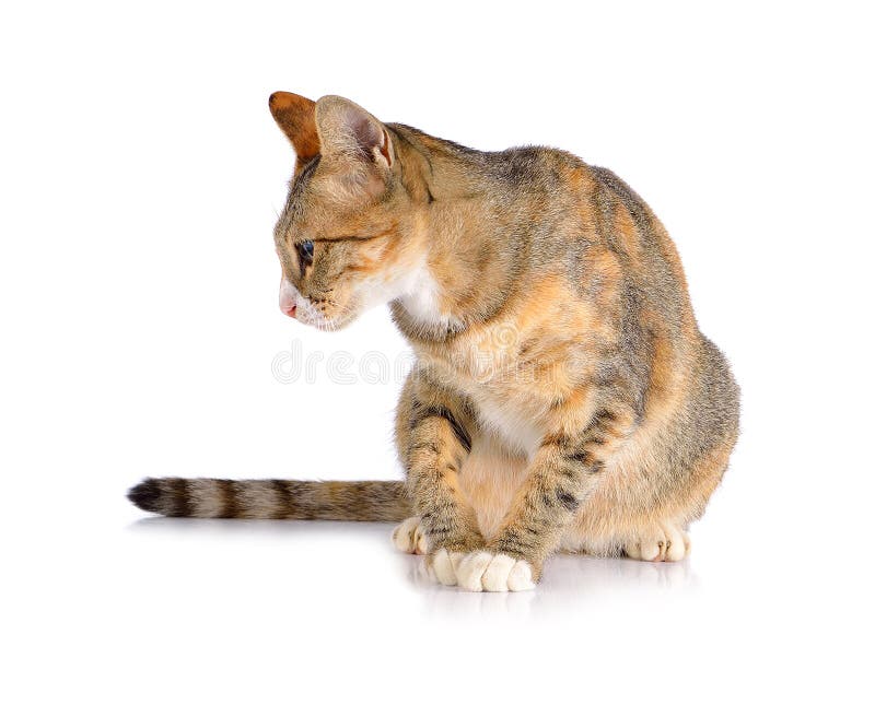 Roan Cat Stock Photos - Free & Royalty-Free Stock Photos from Dreamstime