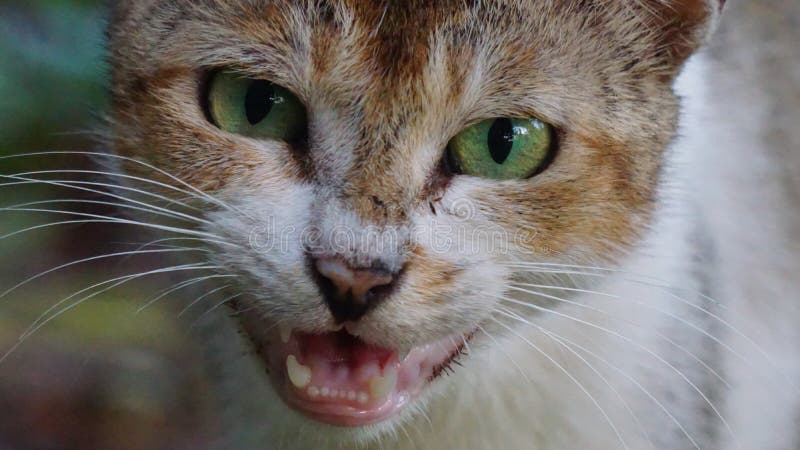 Angry Cat Roaring stock photo. Image of defend, angry - 259036702