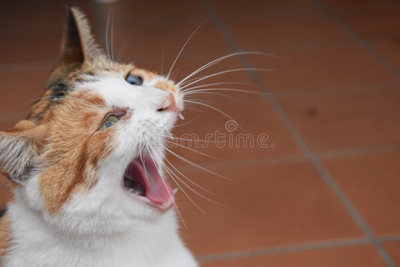 Cat Roaring imagen de archivo. Imagen de ojos, gatito - 64983473