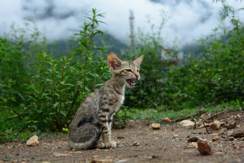 A Cat Roaring in the Field. Angry Cat Stock Photo - Image of roaring ...
