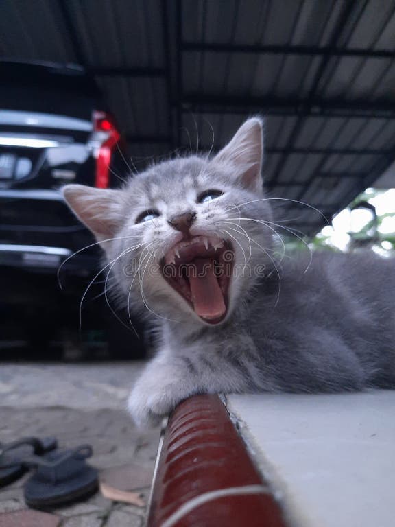 The Cat Roar in the Afternoon Stock Photo - Image of roar, kitten ...
