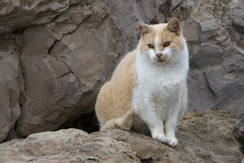 Cat on rocks stock image. Image of rocks, white, domestic - 7862951
